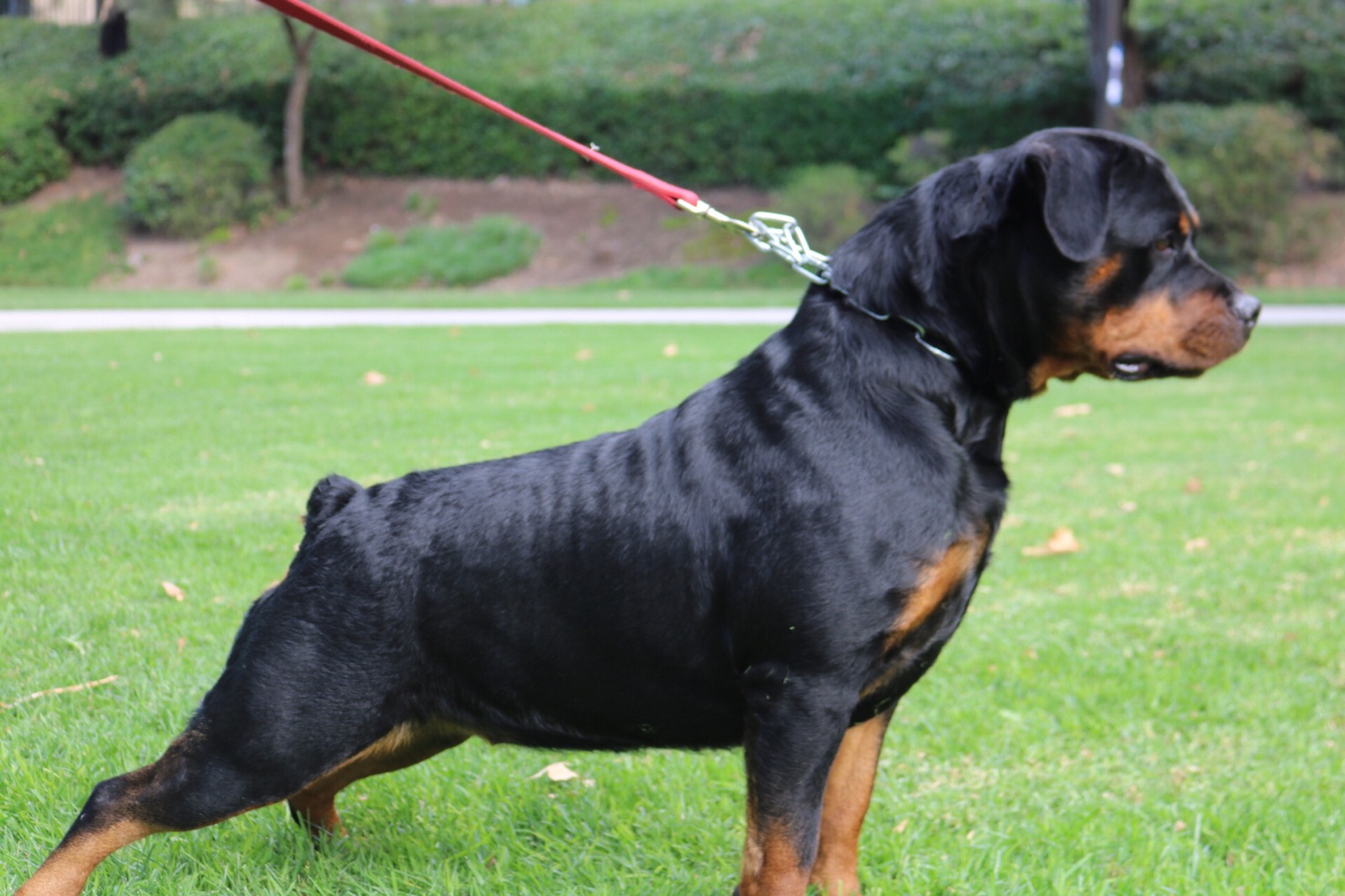 What Is Champion Bloodline