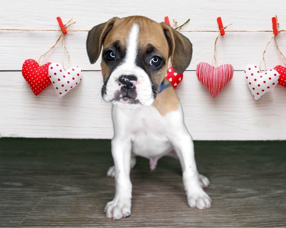 Boxer French Bulldog Mix