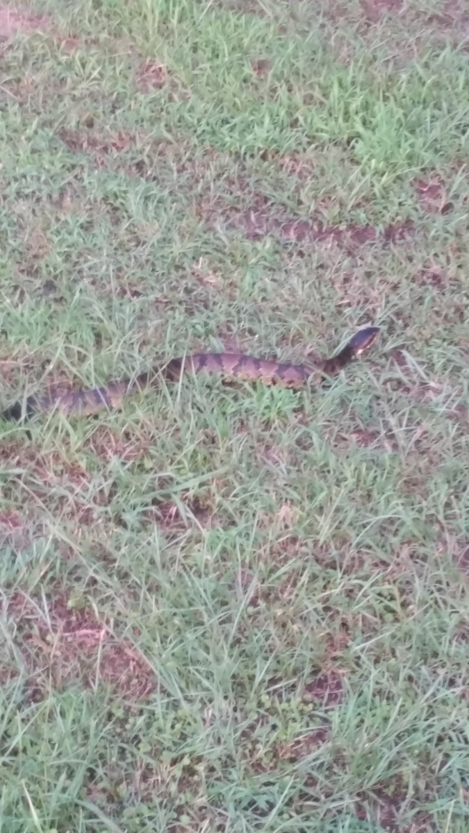 Name this snake. It's about 4 ft long.