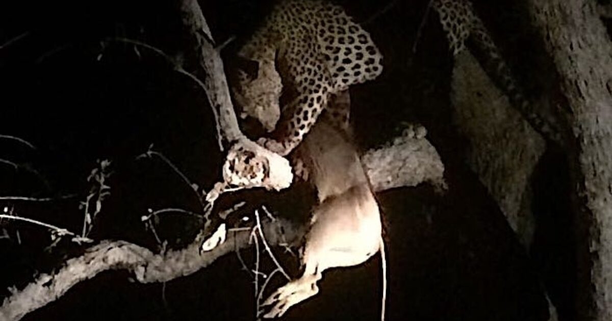 Rhulani Safari Lodge | Highlight of the year: A Leopard kill next to…