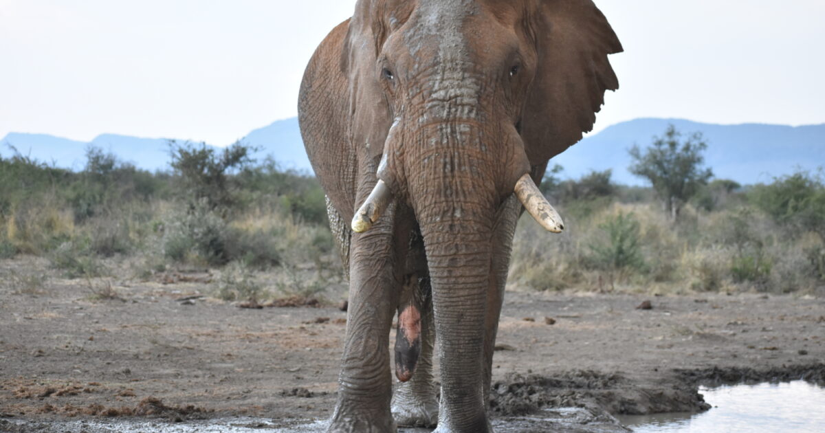 Rhulani Safari Lodge | My funny story: The elephant's fifth leg