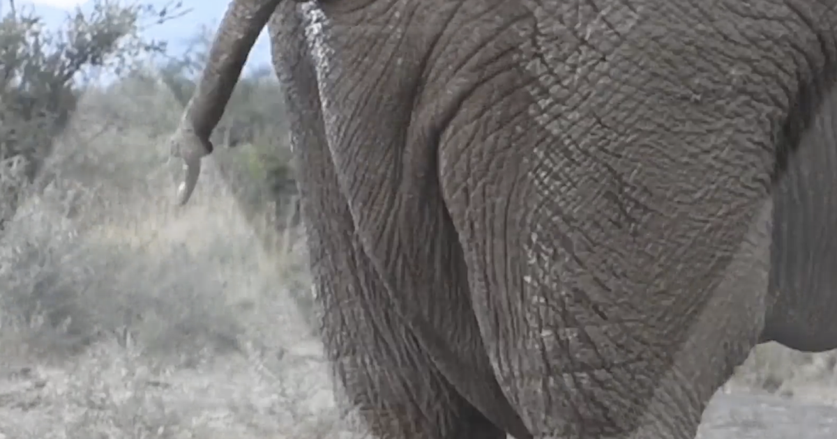 Rhulani Safari Lodge | Rhulani Minute Safari - Elephant Bob with…