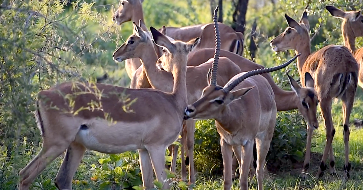 Rhulani Safari Lodge | Rare discovery: a hermaphrodite impala