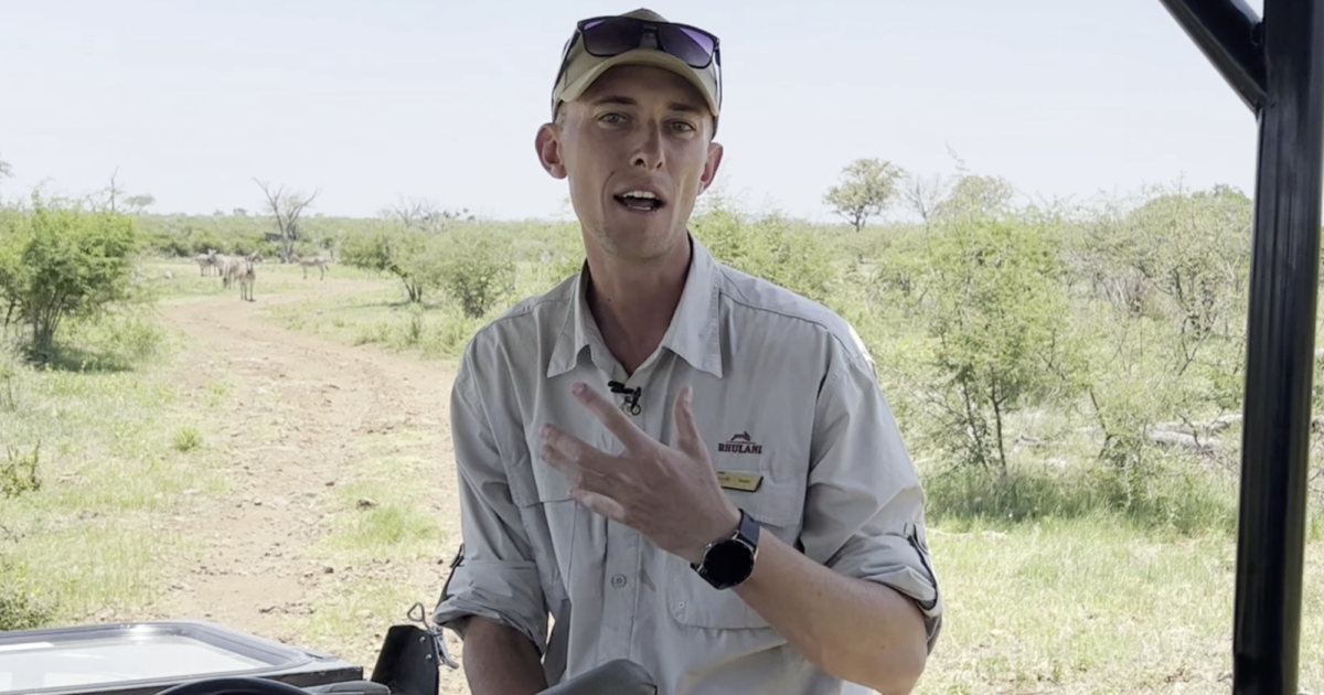 Rhulani Safari Lodge | Life of a Ranger: Lesser spotted genet