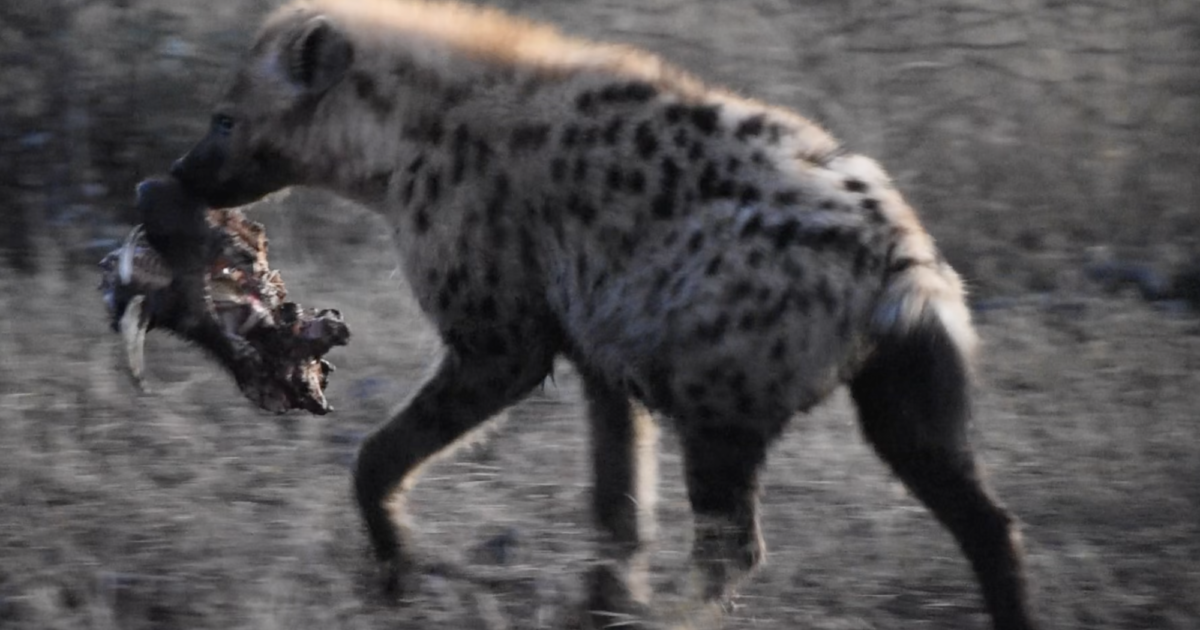 Rhulani Safari Lodge | Rhulani Minute Safari - Spotted hyenas play…