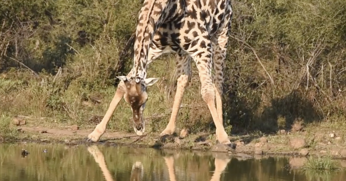 Rhulani Safari Lodge | Rhulani Minute Safari - Giraffe finds a spot…