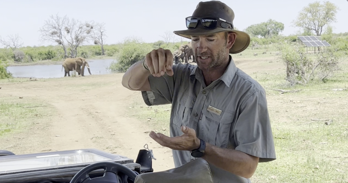 Rhulani Safari Lodge | Life of a Ranger: Giraffe drinking