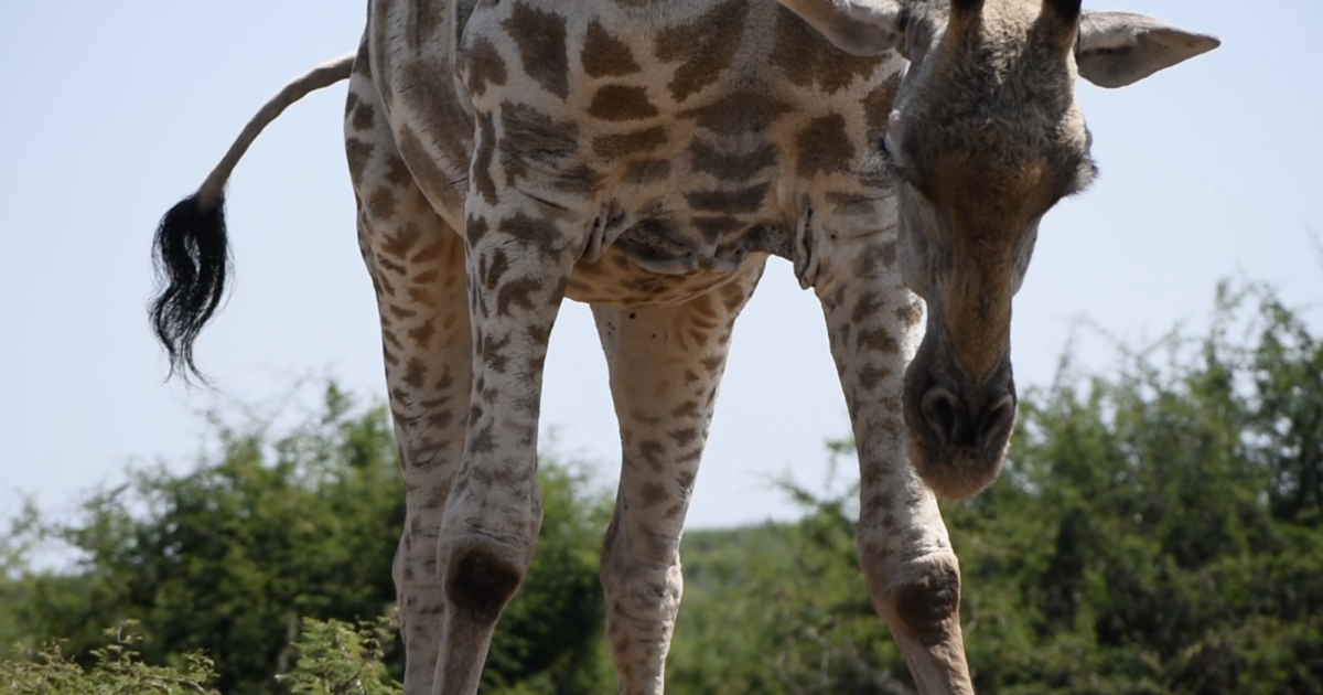 Rhulani Safari Lodge | Rhulani Minute Safari - Giraffe finds the…