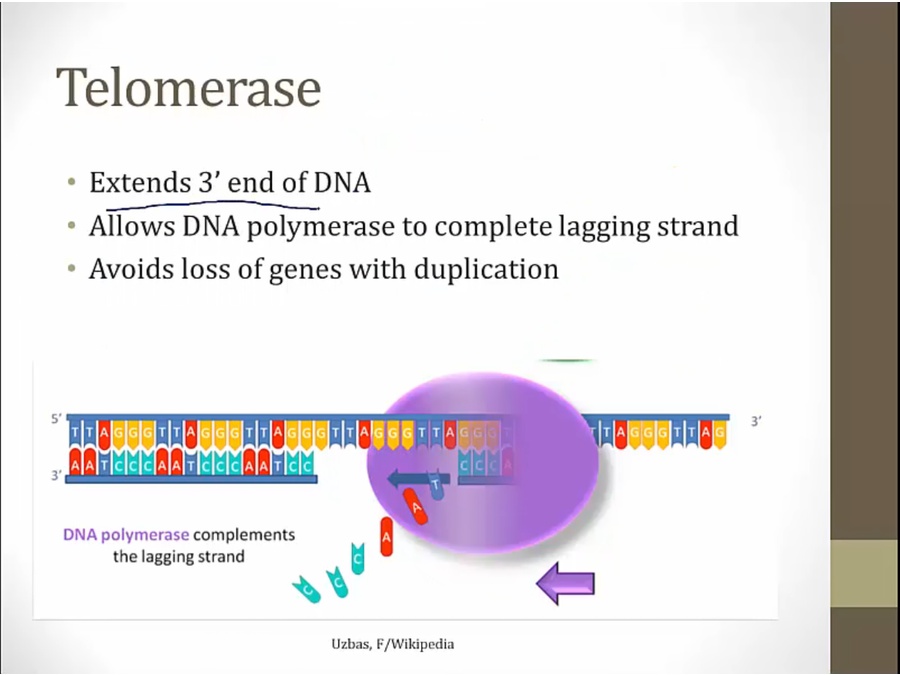 Directionality Of Dna