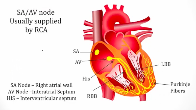 01 Cardiac Anatomy · GitBook