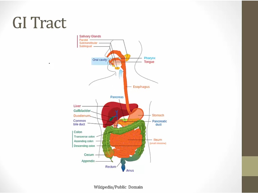 02 GI Anatomy · GitBook