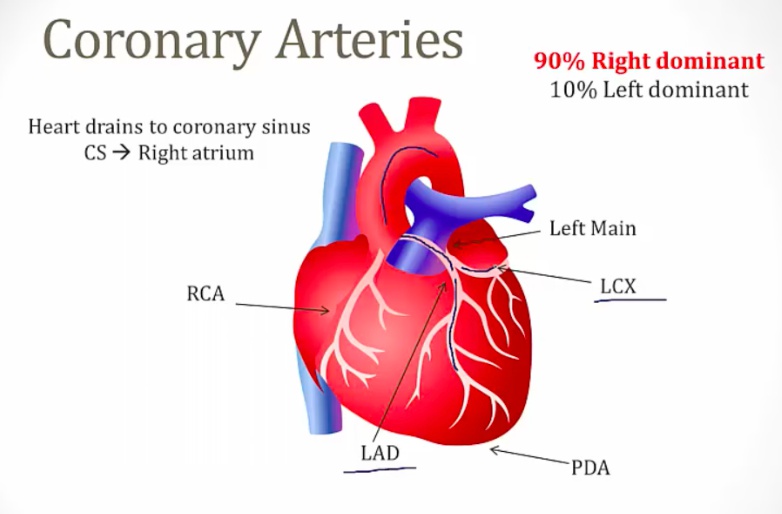 01 Cardiac Anatomy · GitBook