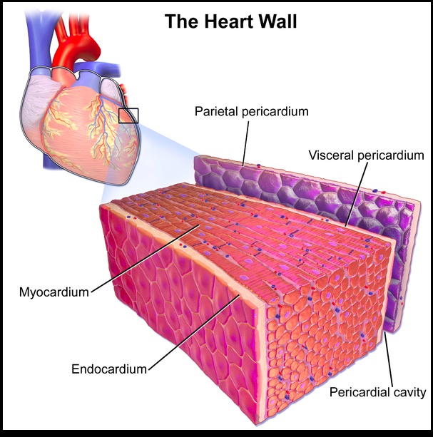 01 Cardiac Anatomy · GitBook