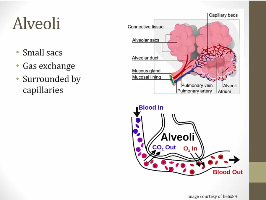 01 Pulmonary Anatomy · GitBook