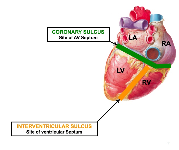 01 Cardiac Anatomy · GitBook