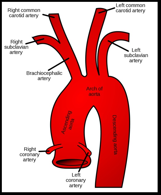 01 Cardiac Anatomy · GitBook