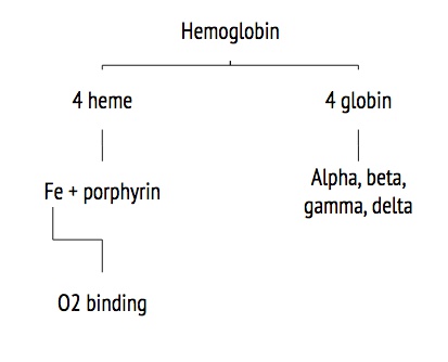 11 Microcytic Anemia - My Wiki