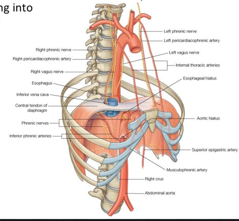 01 Cardiac Anatomy · GitBook